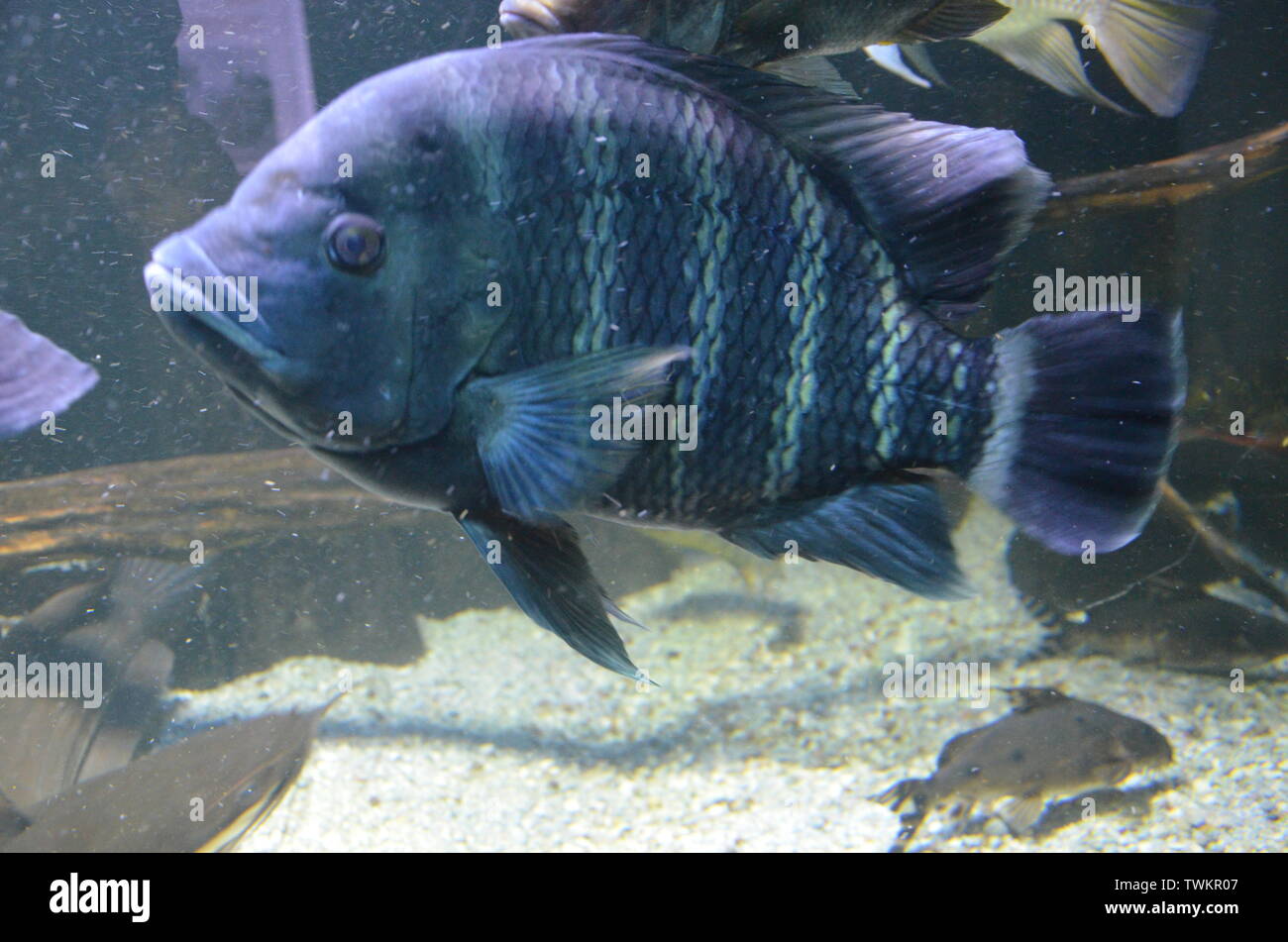 Tropical fish in aquarium, Berlin Stock Photo - Alamy