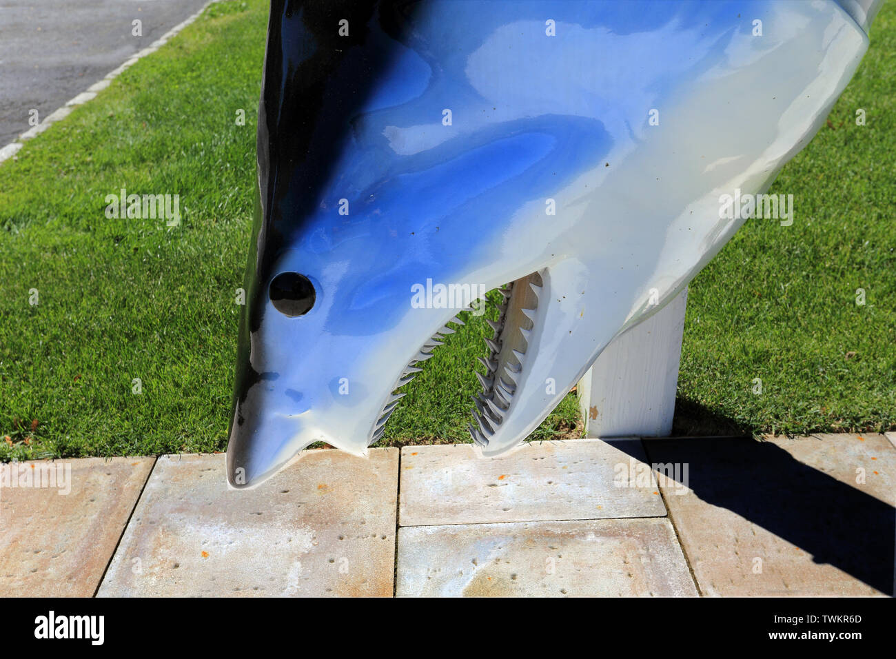 Hanging Shark High Resolution Stock Photography and Images - Alamy