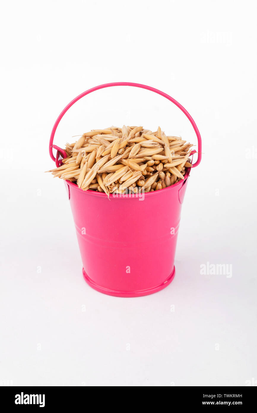 Heap oat grains in pink bucket on white background. Copy space Stock ...
