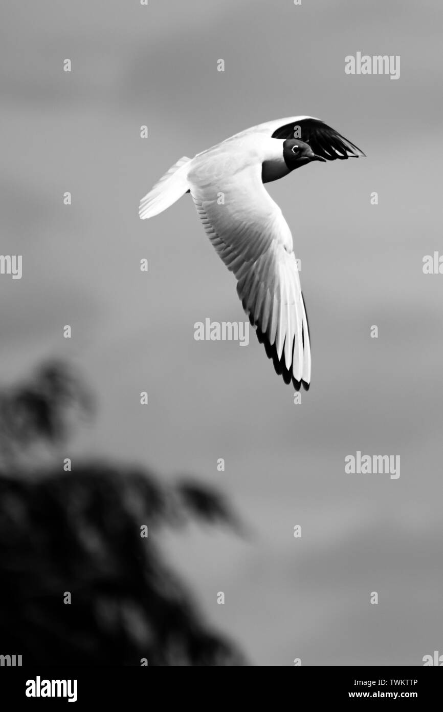 Black-headed gull in flight Stock Photo - Alamy