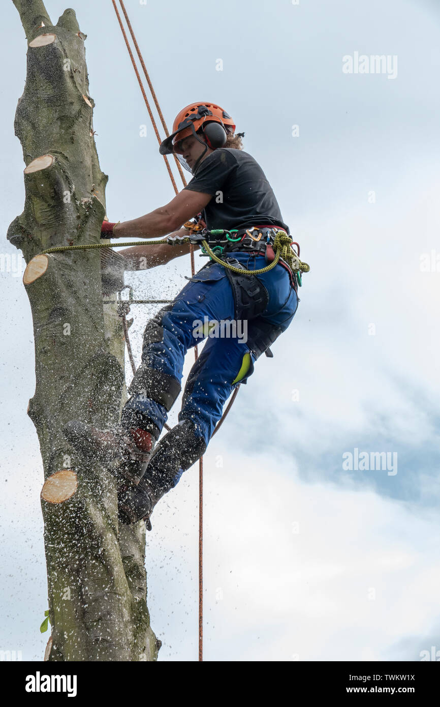 Arborist or tree Surgeon cutting tree stem Stock Photo - Alamy