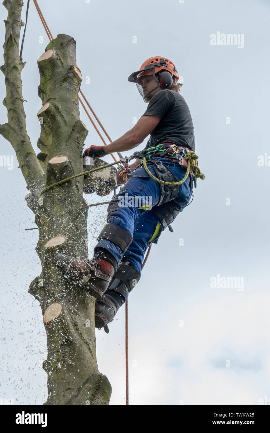 Arborist cutting tree hi-res stock photography and images - Alamy