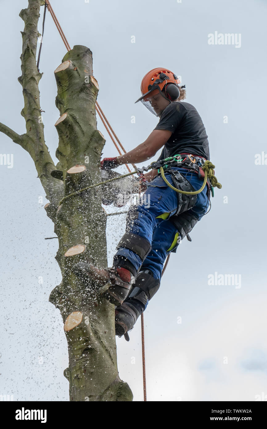 Arborist or Tree Surgeon working on a tree stem Stock Photo - Alamy
