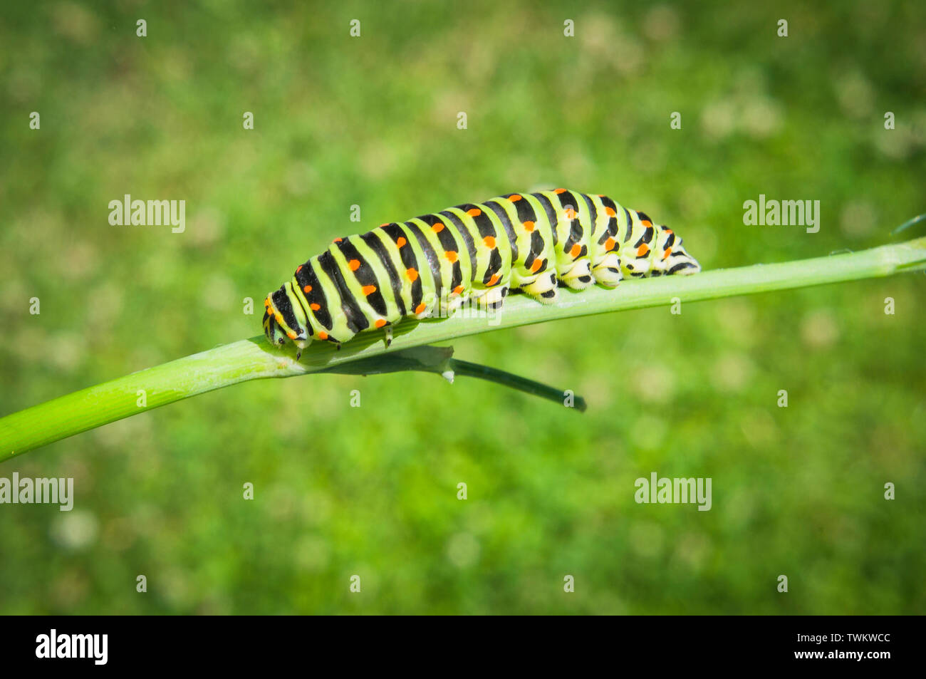 larva of Old World swallowtail, common yellow swallowtail, butterfly, caterpillar, Papilio ...
