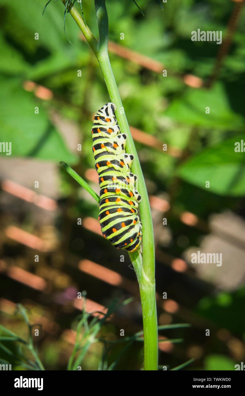 larva of Old World swallowtail, common yellow swallowtail, butterfly, caterpillar, Papilio ...