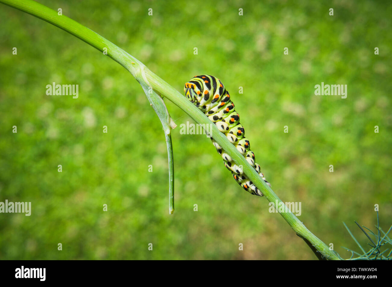 larva of Old World swallowtail, common yellow swallowtail, butterfly, caterpillar, Papilio ...