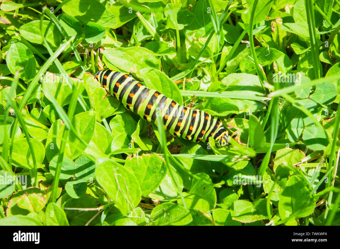 larva of Old World swallowtail, common yellow swallowtail, butterfly, caterpillar, Papilio ...