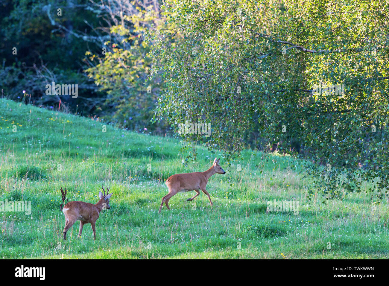 Deer mating hi-res stock photography and images - Alamy