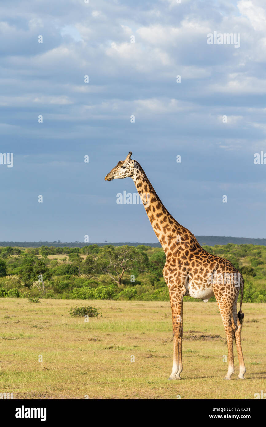 Giraffe standing at the grass savannah in Africa Stock Photo - Alamy