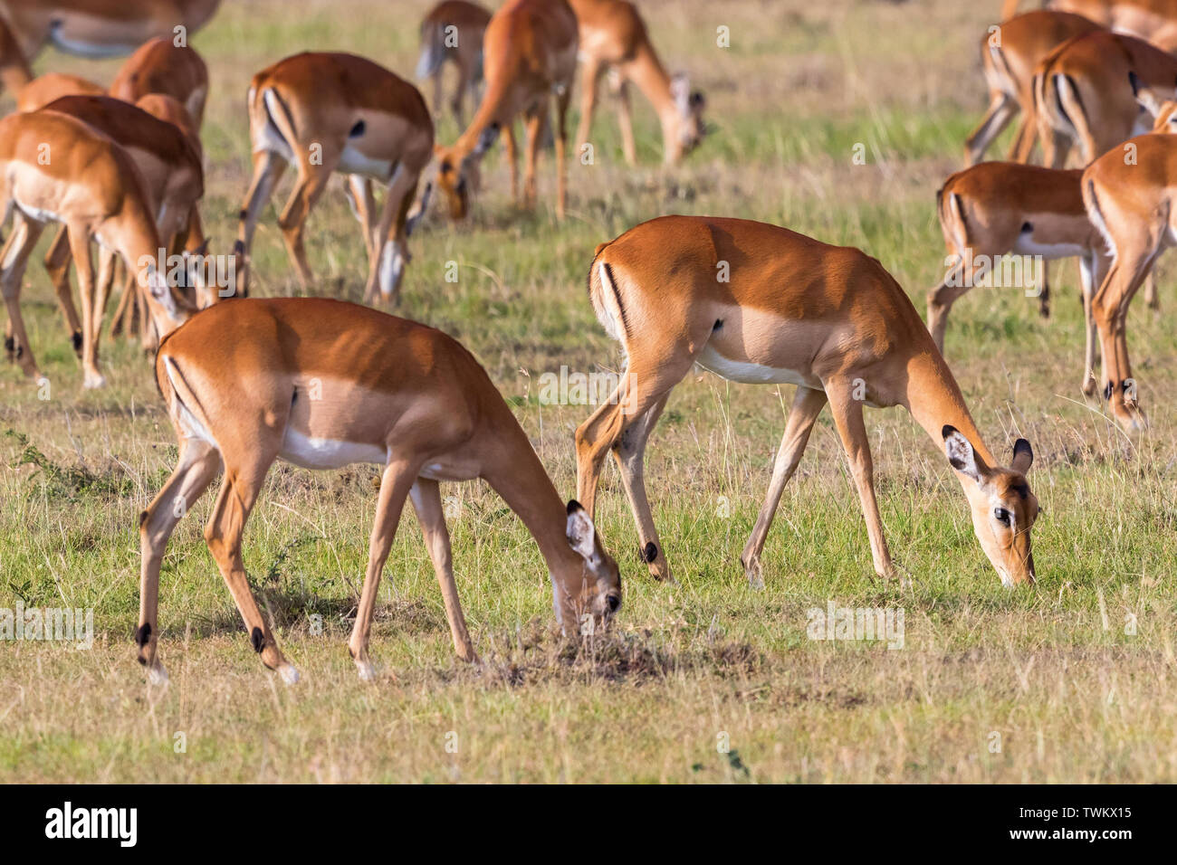 Herd of impala antelope in savanna hi-res stock photography and images ...