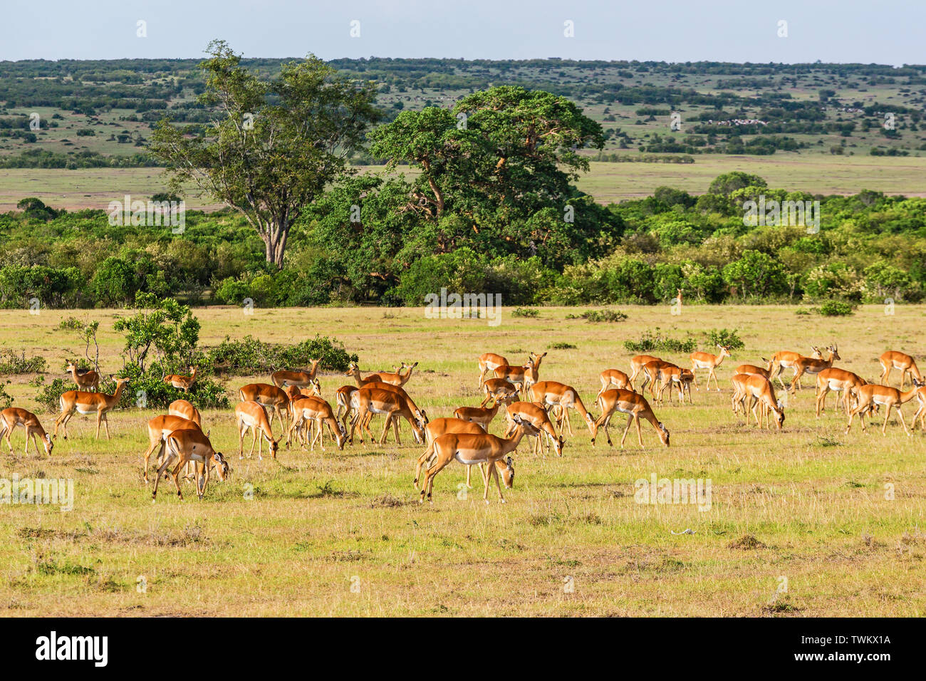 Herd of Impala antelope on the savanna Stock Photo - Alamy