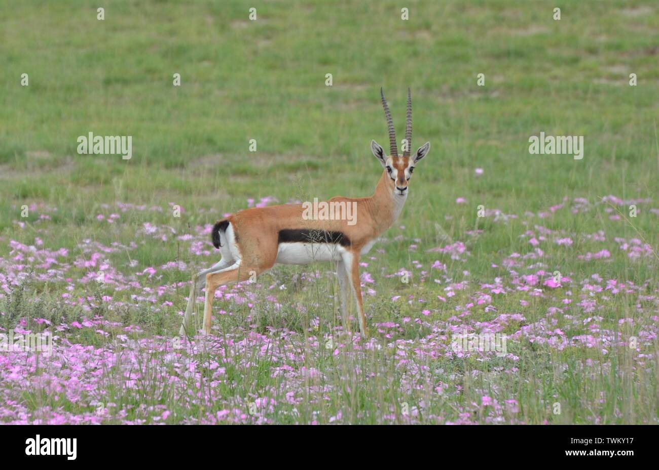 Gazelle in amboseli national hi-res stock photography and images - Alamy