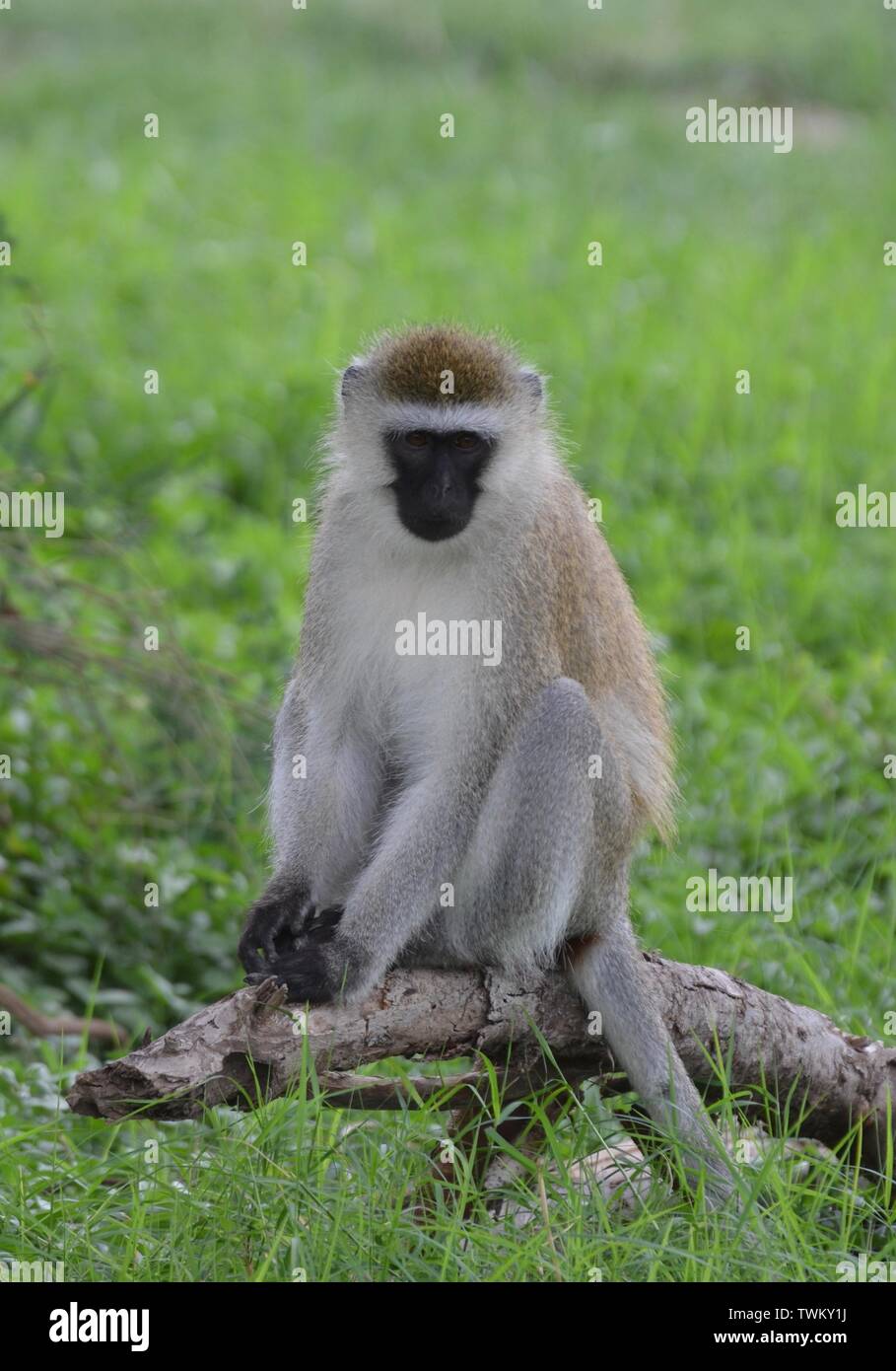 Velvet monkey in amboseli Stock Photo - Alamy