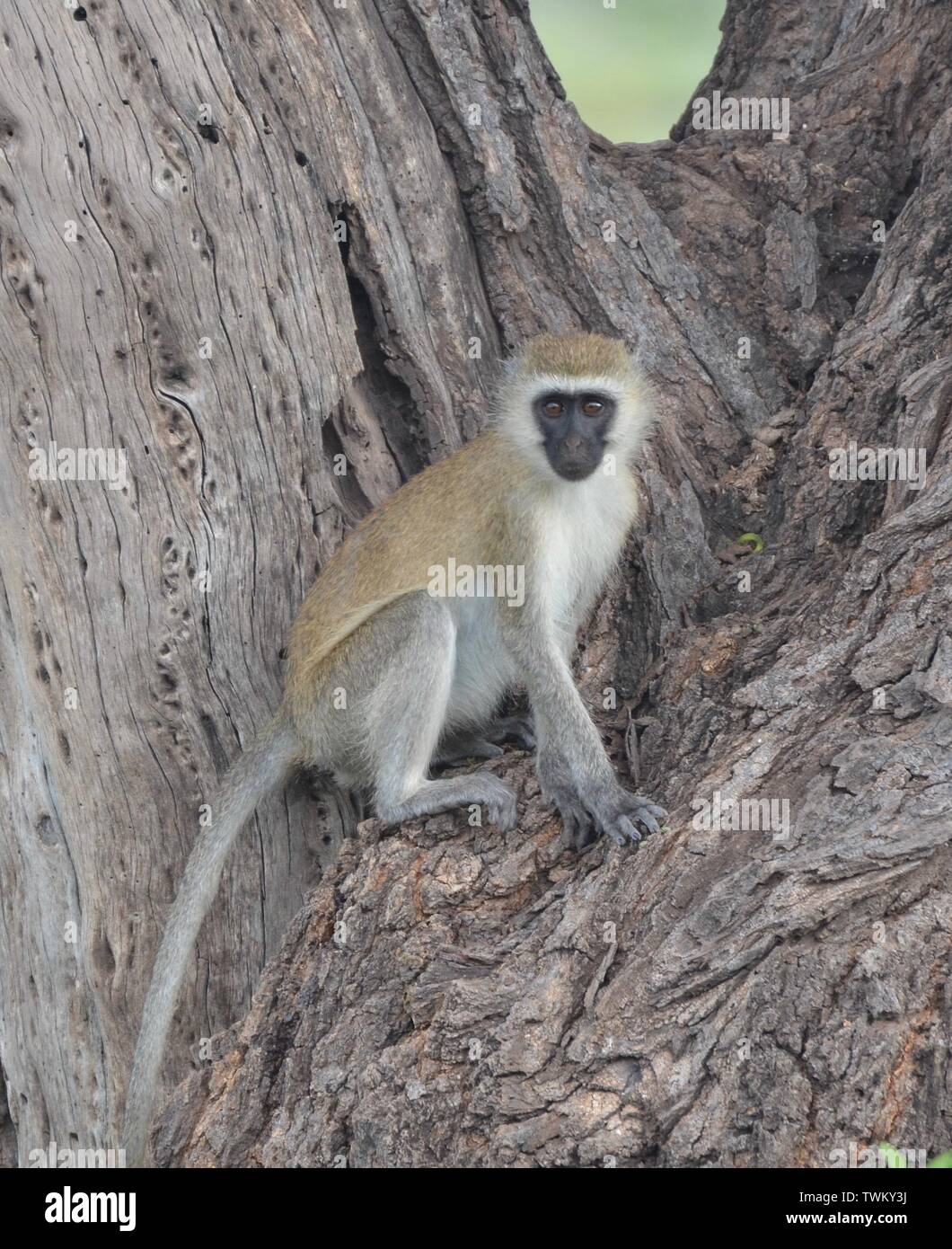 Velvet monkey hi-res stock photography and images - Alamy