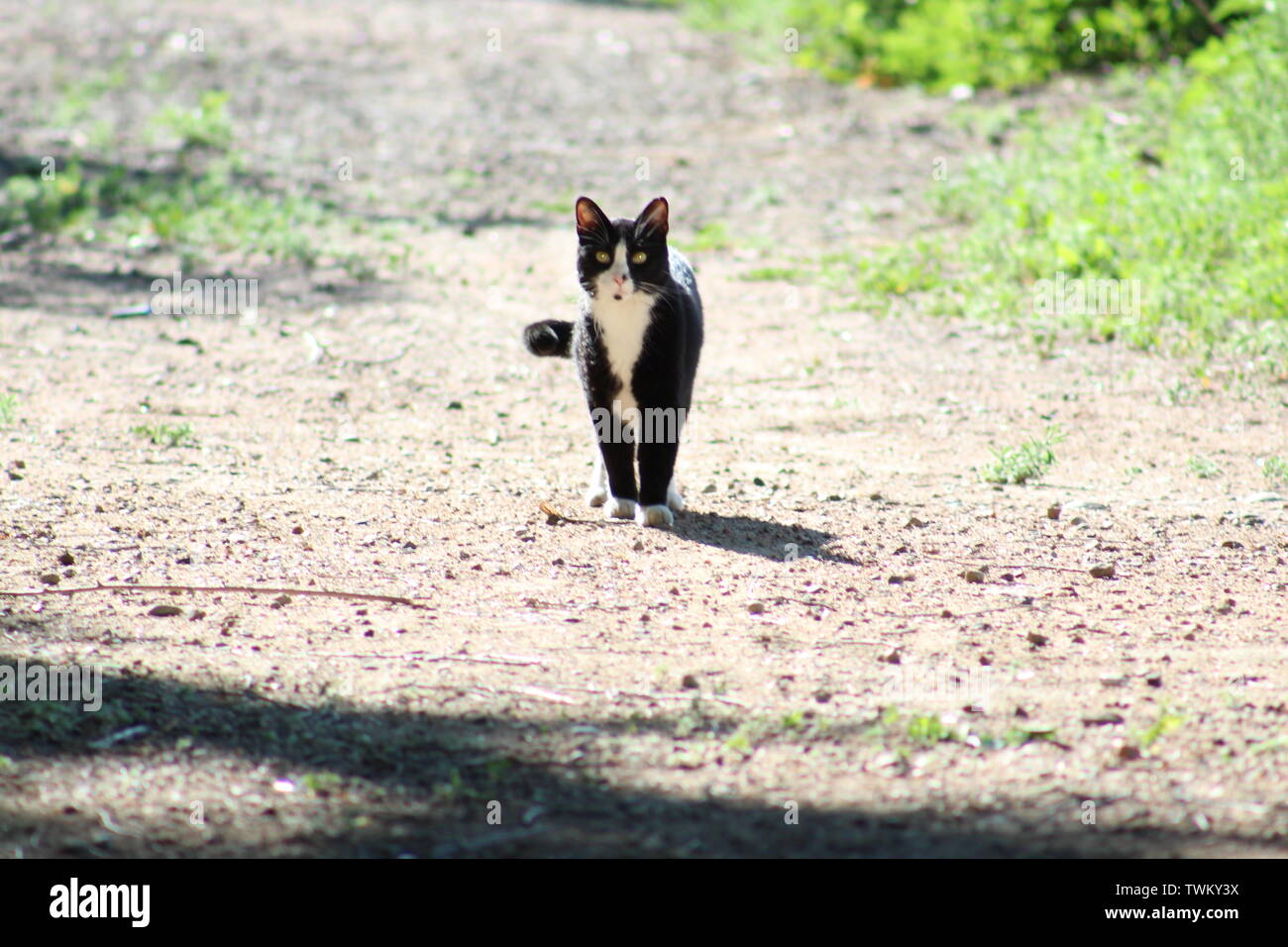 Taking cat for walk hi-res stock photography and images - Alamy