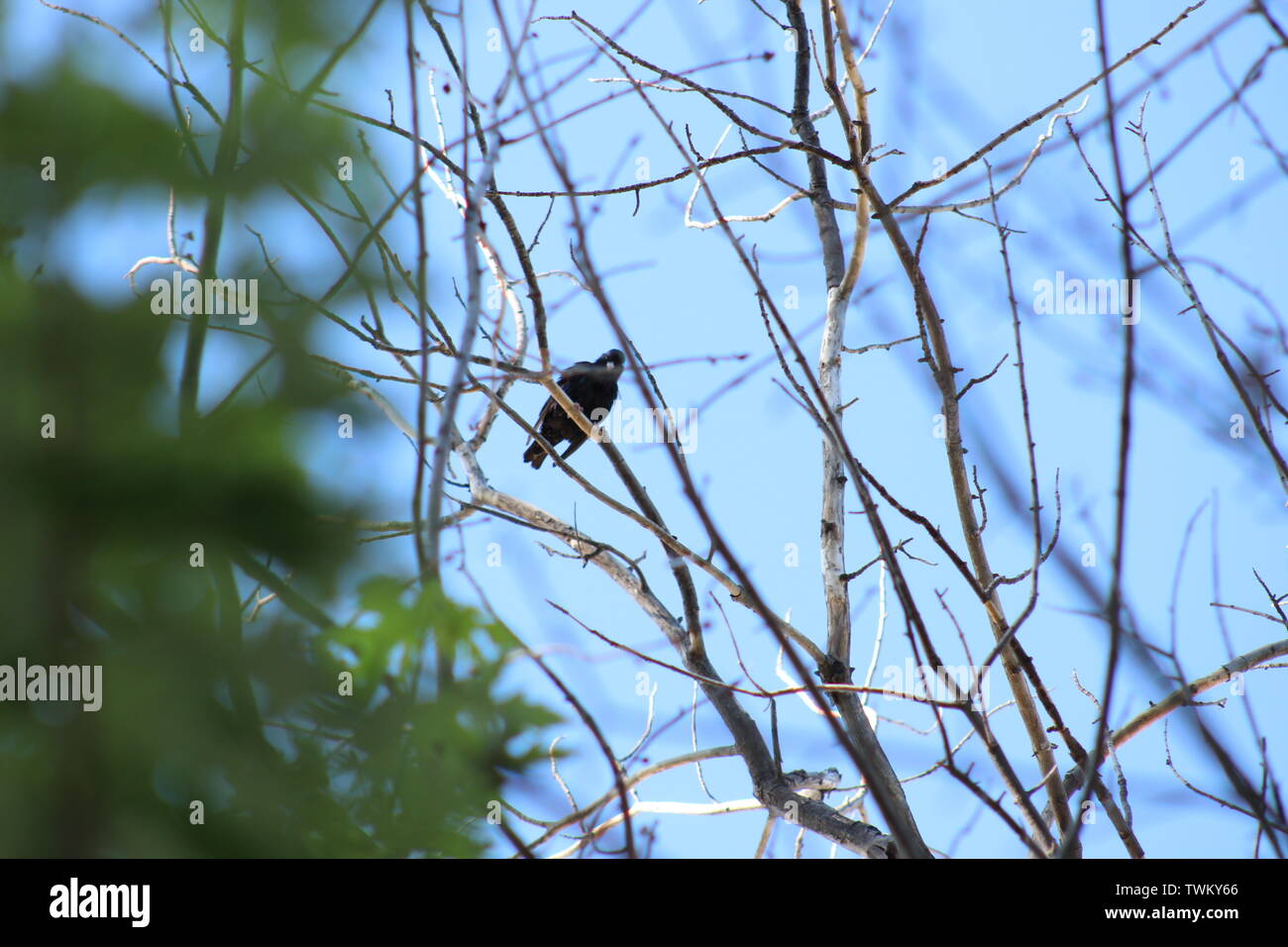 Black Bird Singing in Tree Stock Photo - Alamy