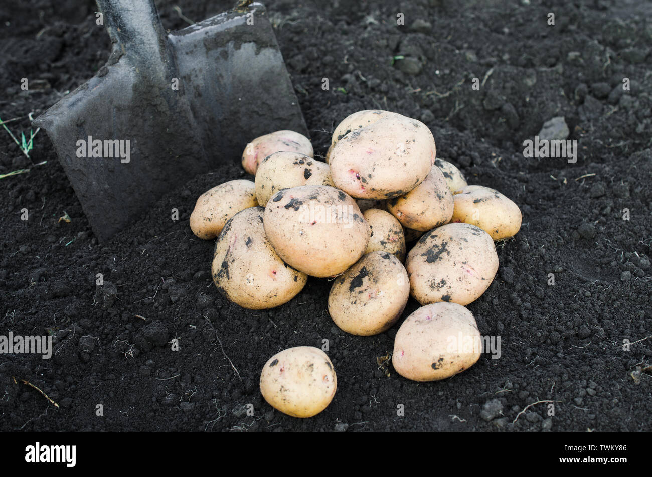 Harvest ecological potatoes freshly taken from the earth. The concept ...