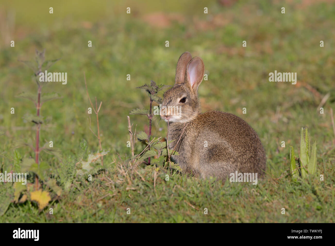 What Do Baby Wild Rabbits Eat