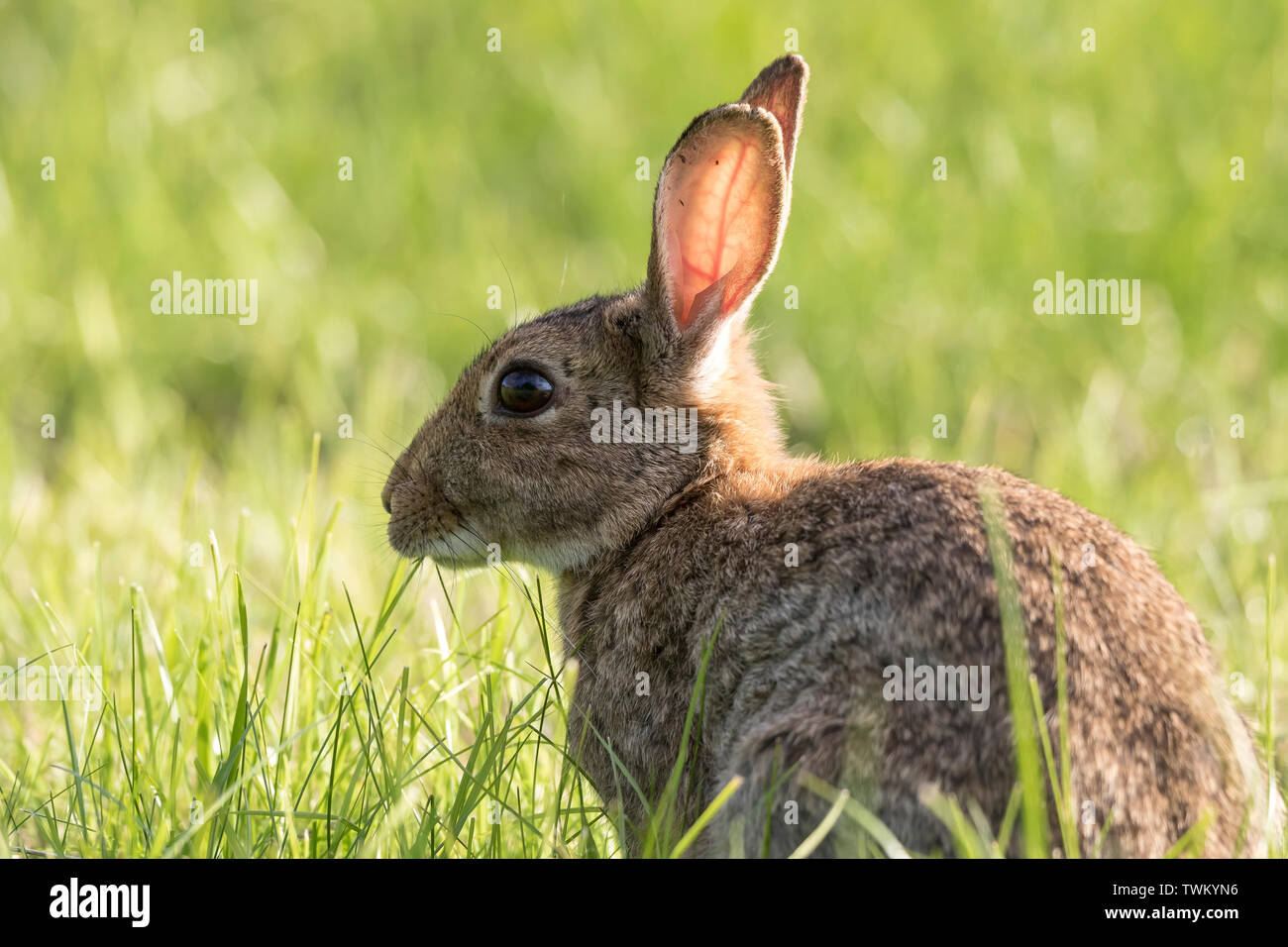 Bunny close hi-res stock photography and images - Alamy