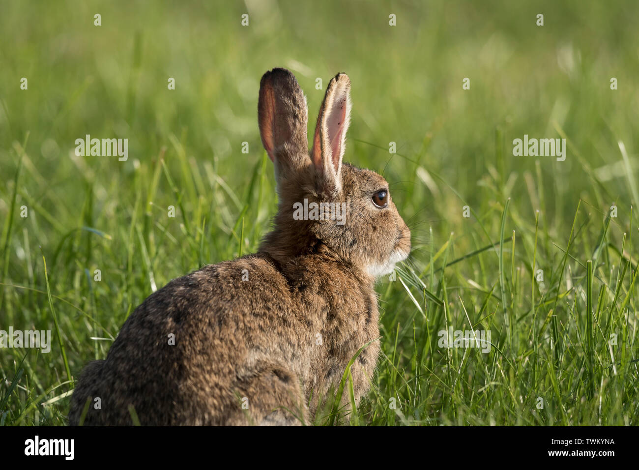 Back Wild Rabbit High Resolution Stock Photography and Images - Alamy