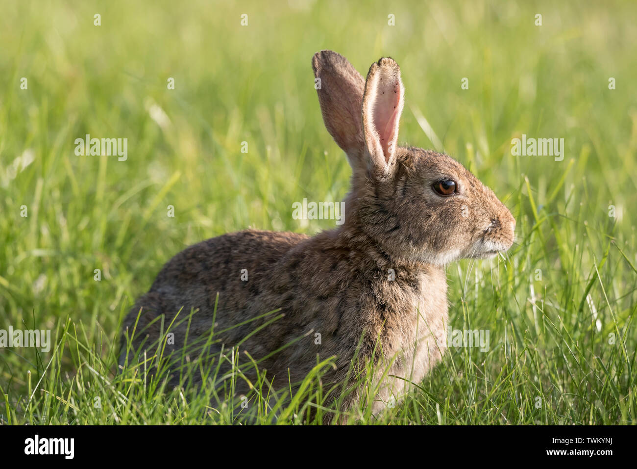 Rabbit side view hi-res stock photography and images - Alamy