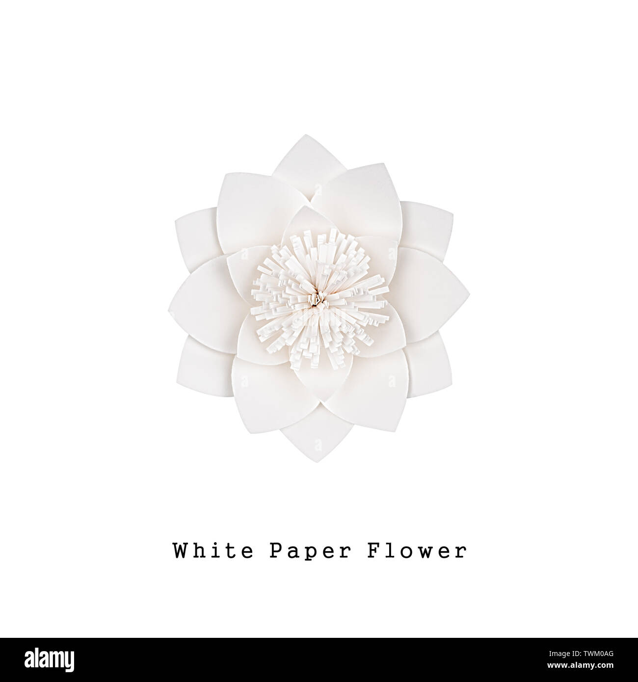 White paper flower handmade, top view, isolated Stock Photo - Alamy