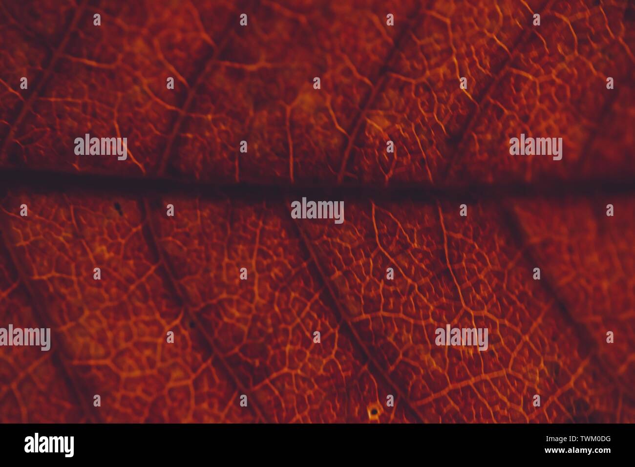 Closeup of a beautiful golden leaf textures Stock Photo - Alamy