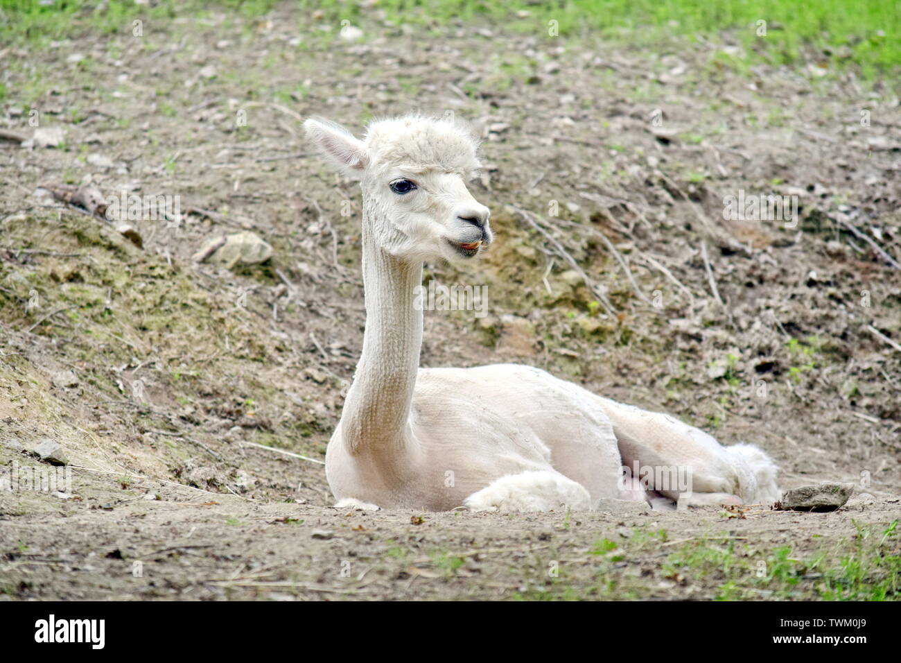 White alpaca lying on hi-res stock photography and images - Alamy
