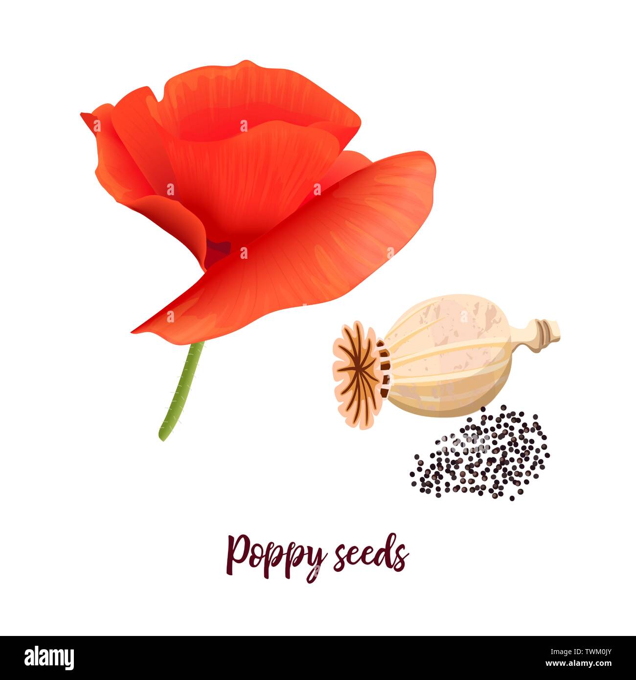 Poppyhead Stock Vector Images - Alamy