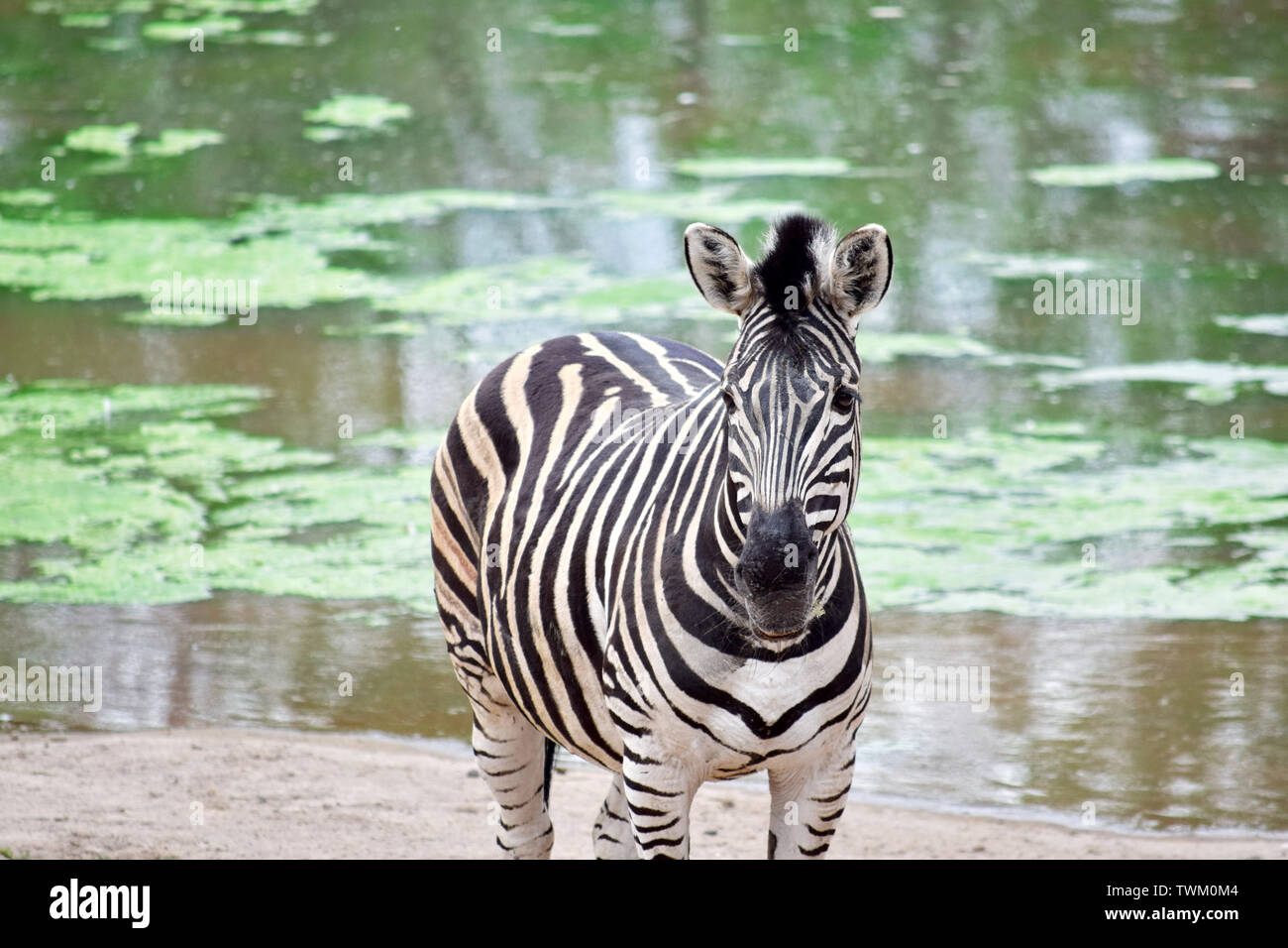 Chapman's Zebra Equus Quagga Chapmani by the Lake Stock Photo - Alamy