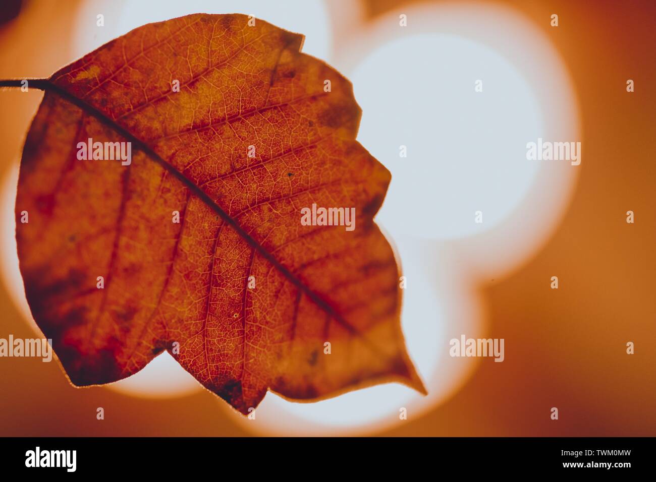 Closeup of a beautiful golden leaf textures Stock Photo - Alamy