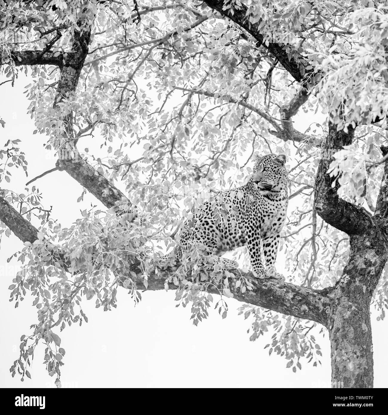 Black leopard tree hi-res stock photography and images - Alamy