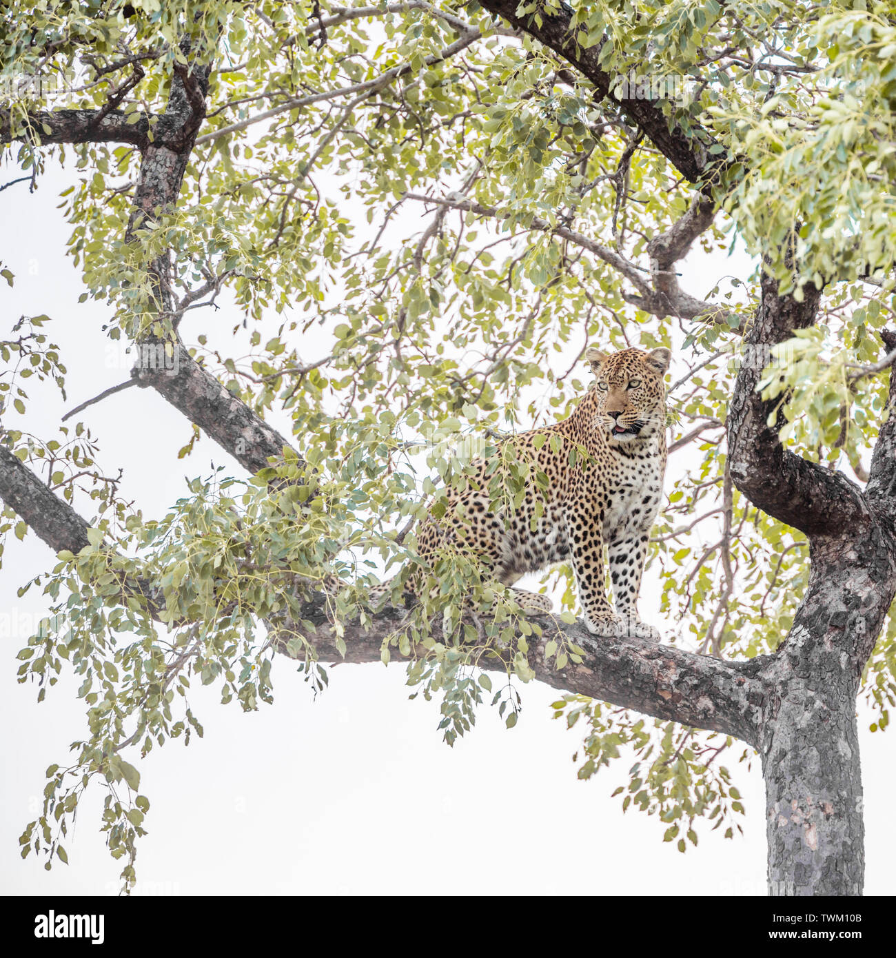 Leopard sitting in a tree in Kruger National park, South Africa ...