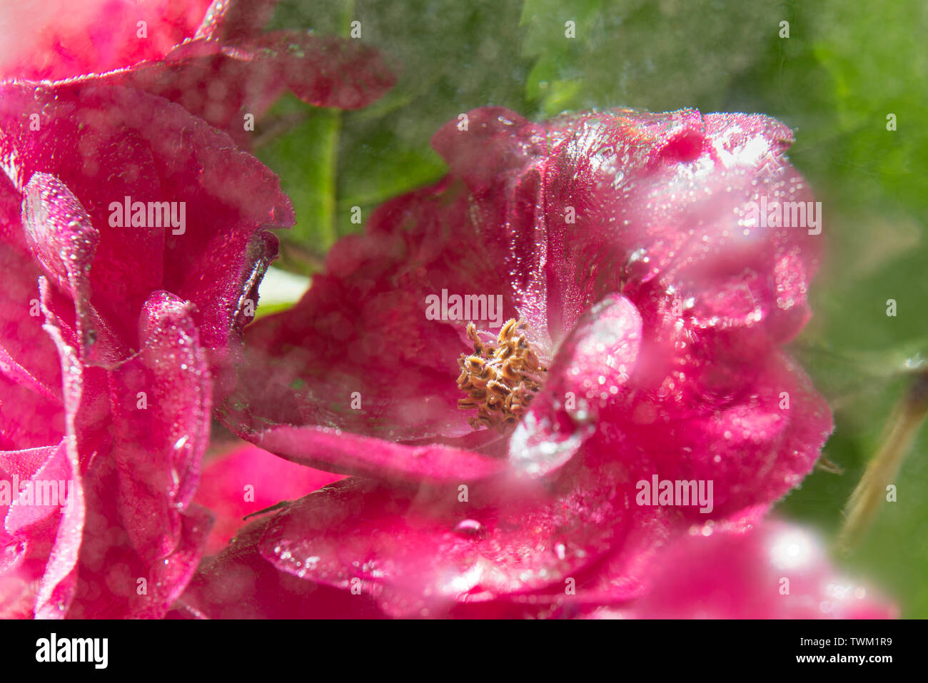 red rose flower in water with bubbles behind glass closeup Stock Photo ...