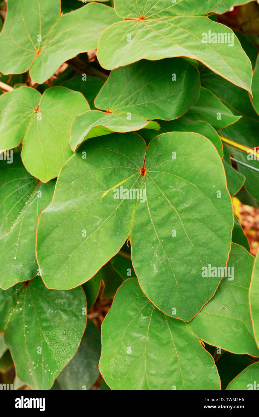 Bilobed Leaves High Resolution Stock Photography and Images - Alamy