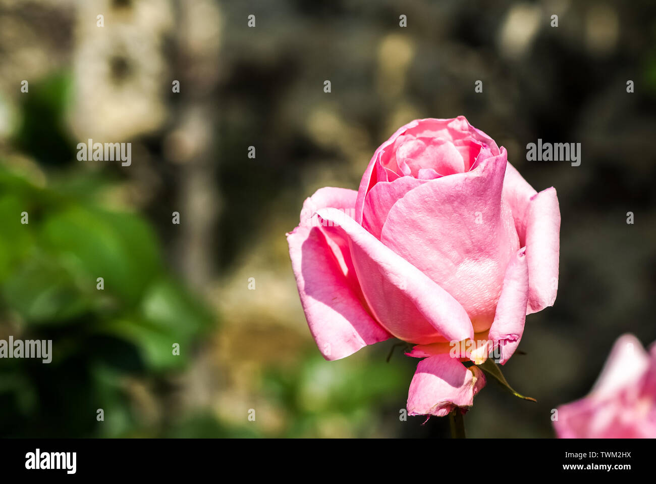 Beautiful roses in a garden, Lago Maggiore, Stresa Stock Photo - Alamy