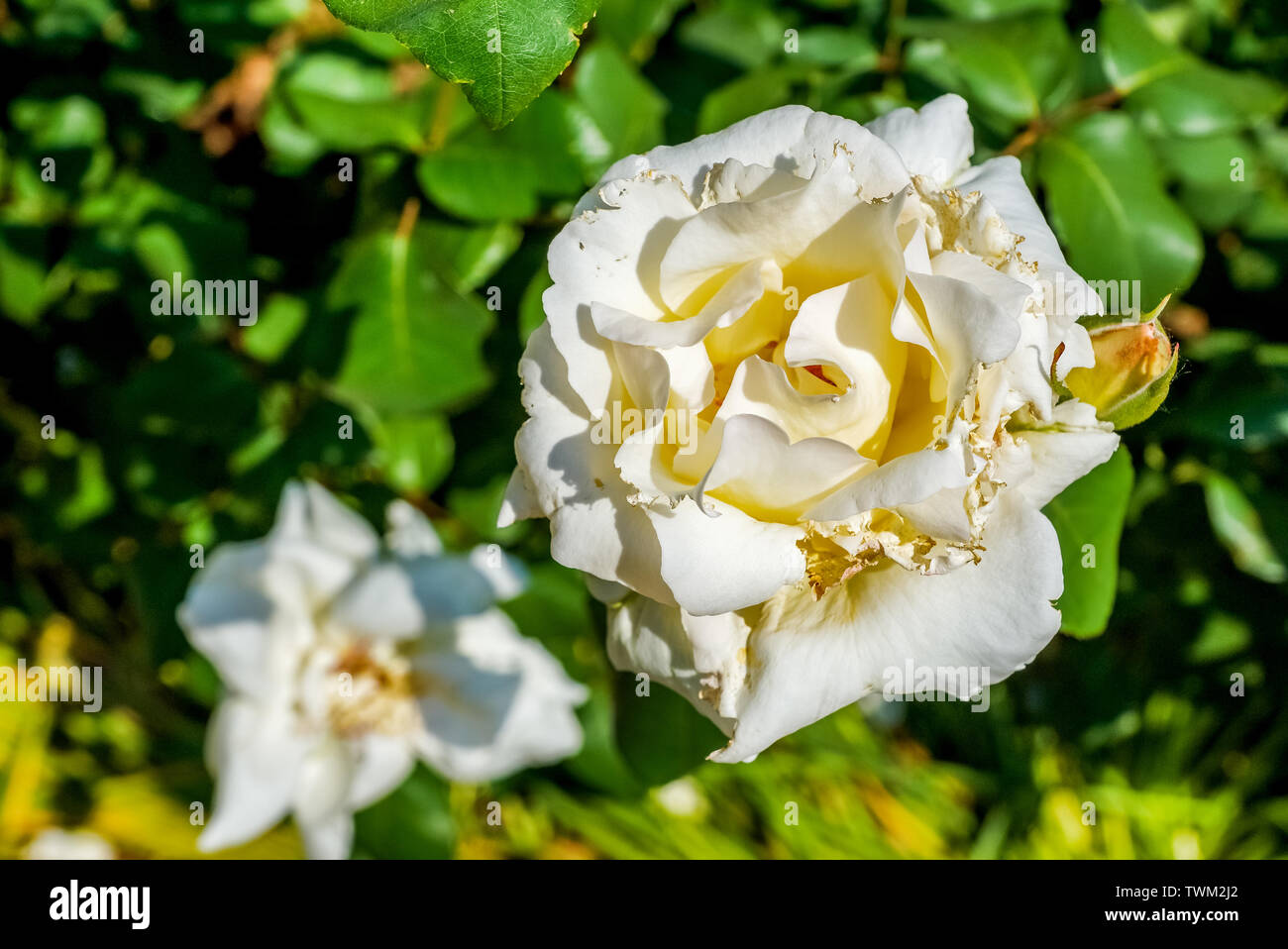 Beautiful roses in a garden, Lago Maggiore, Stresa Stock Photo - Alamy