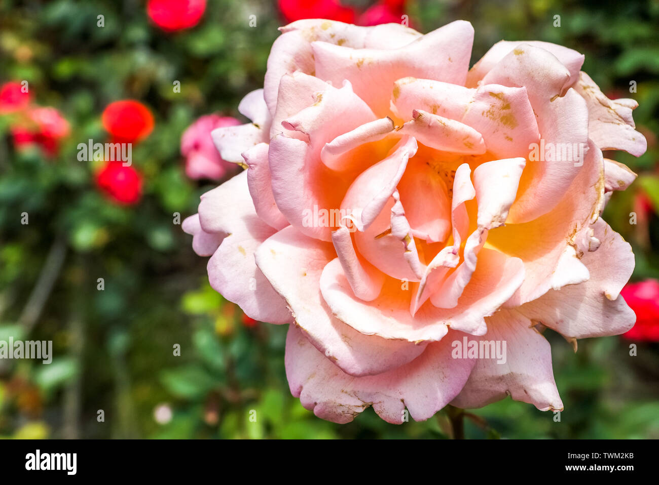 Beautiful roses in a garden, Lago Maggiore, Stresa Stock Photo - Alamy