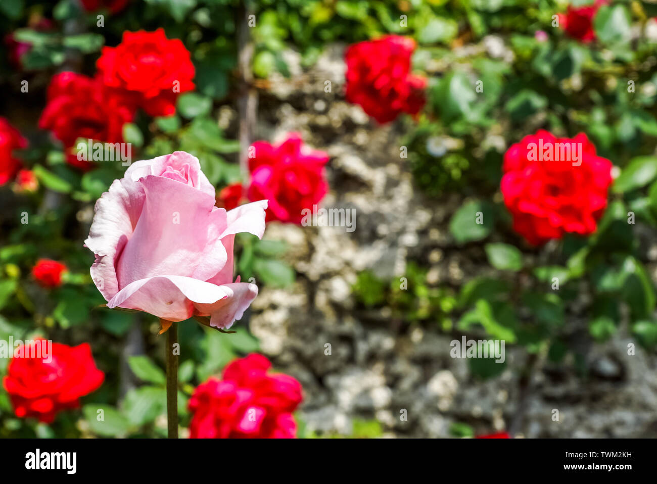 Beautiful roses in a garden, Lago Maggiore, Stresa Stock Photo - Alamy