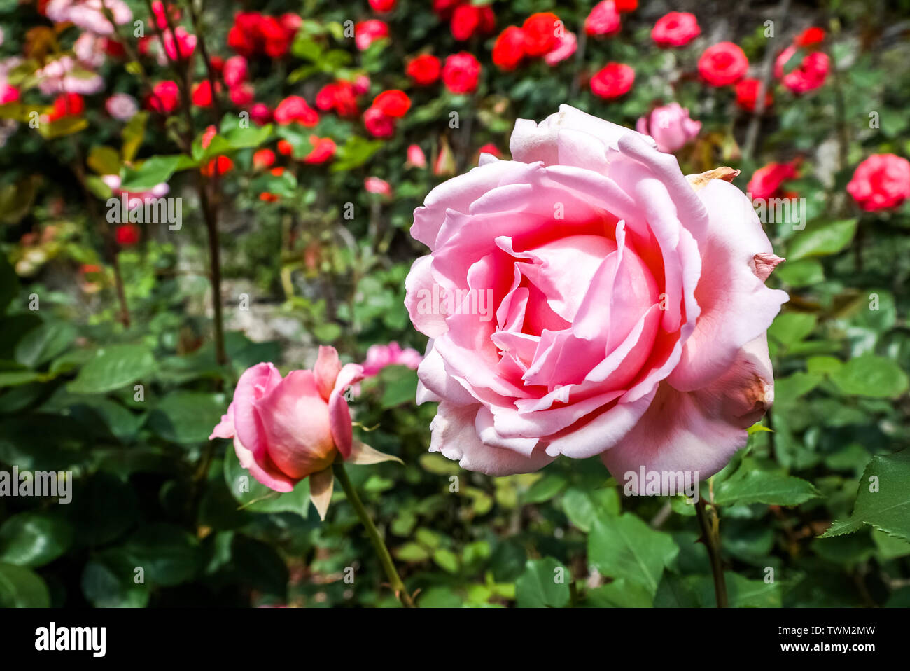 Beautiful roses in a garden, Lago Maggiore, Stresa Stock Photo - Alamy