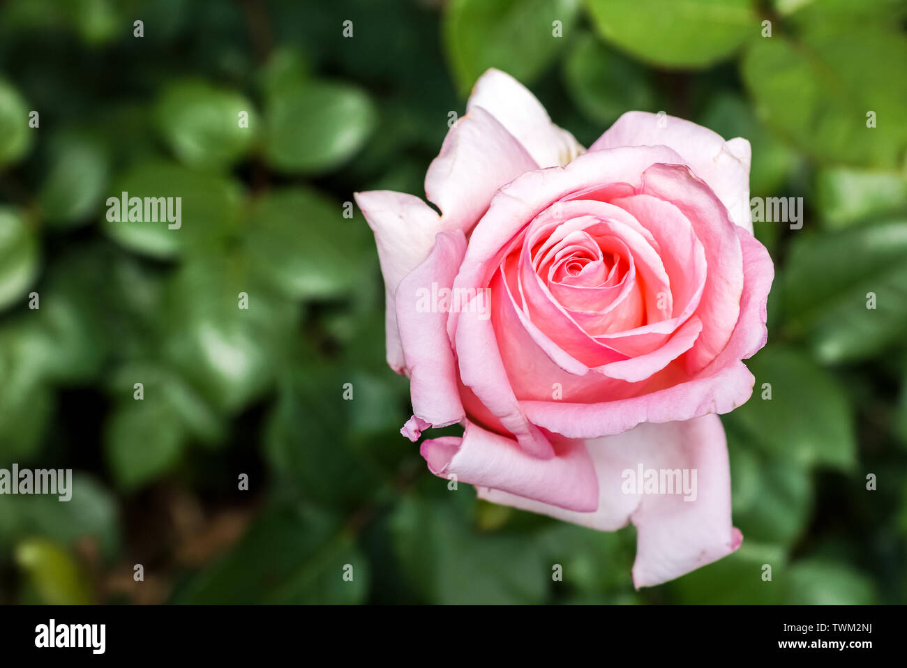Beautiful roses in a garden, Lago Maggiore, Stresa Stock Photo - Alamy