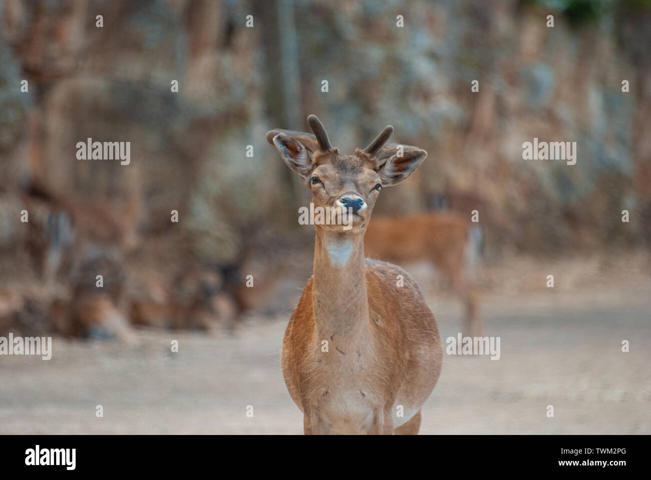 Antelope eye hi-res stock photography and images - Alamy