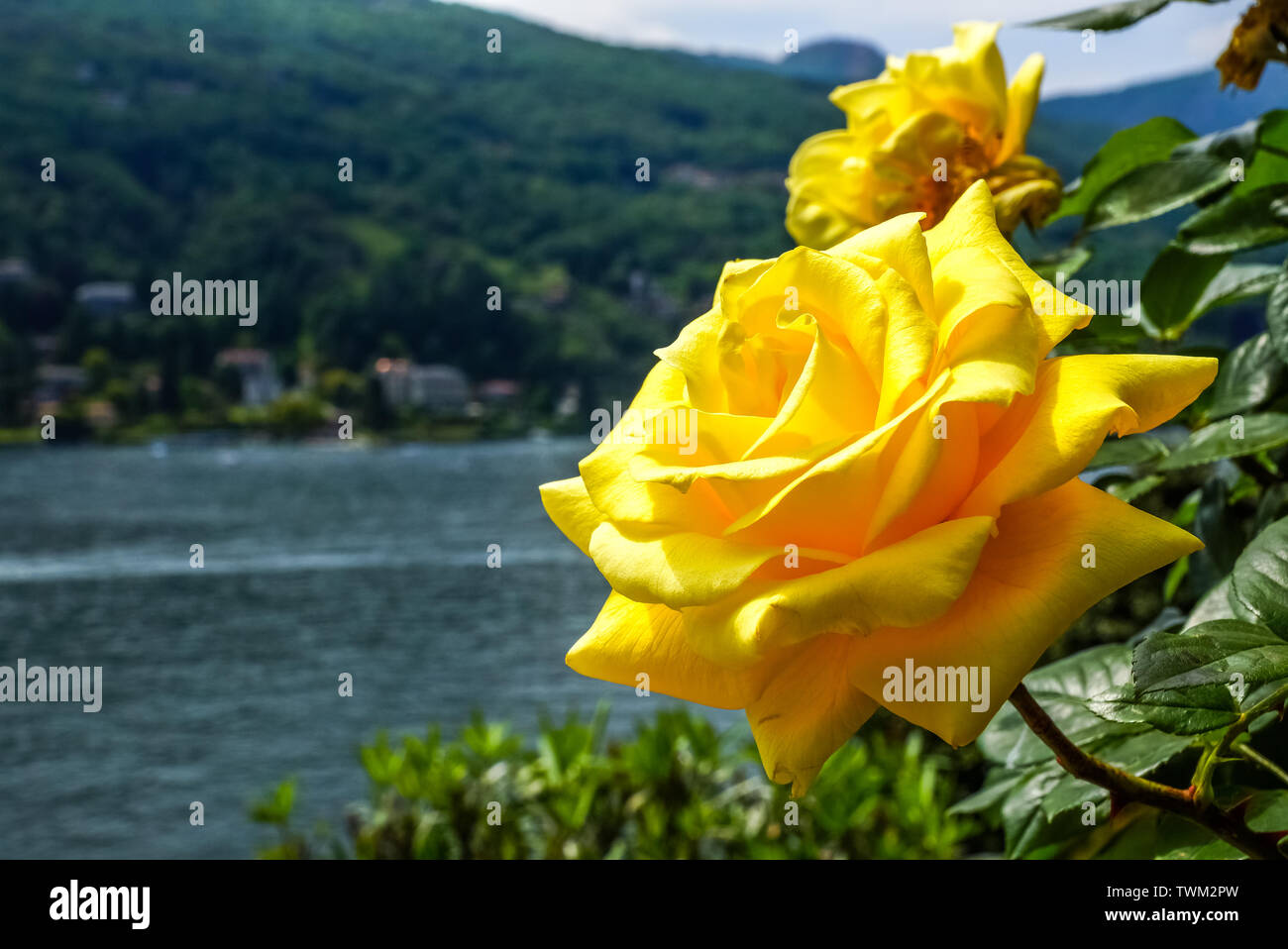 Beautiful roses in a garden, Lago Maggiore, Stresa Stock Photo - Alamy