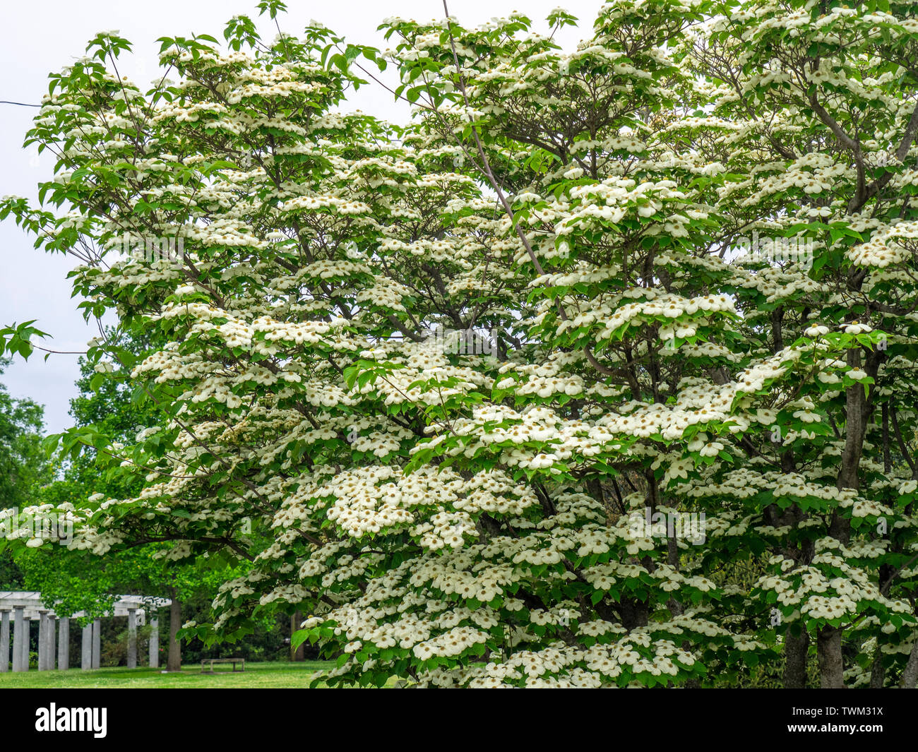 Dogwood tree in full bloom hi-res stock photography and images - Alamy