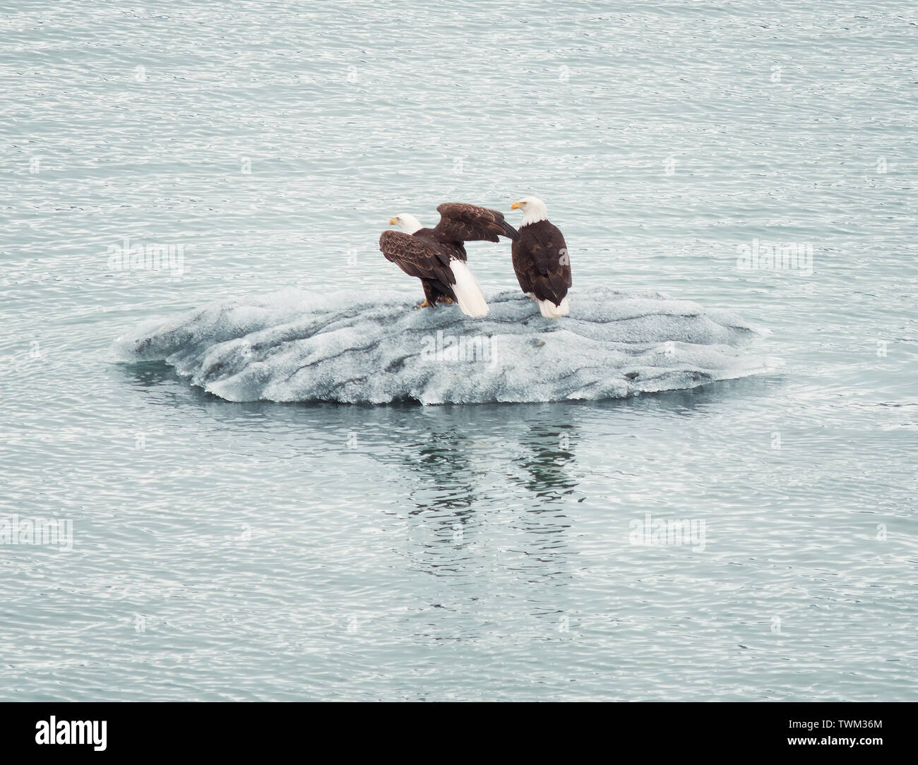 Bald eagle couple hi-res stock photography and images - Alamy