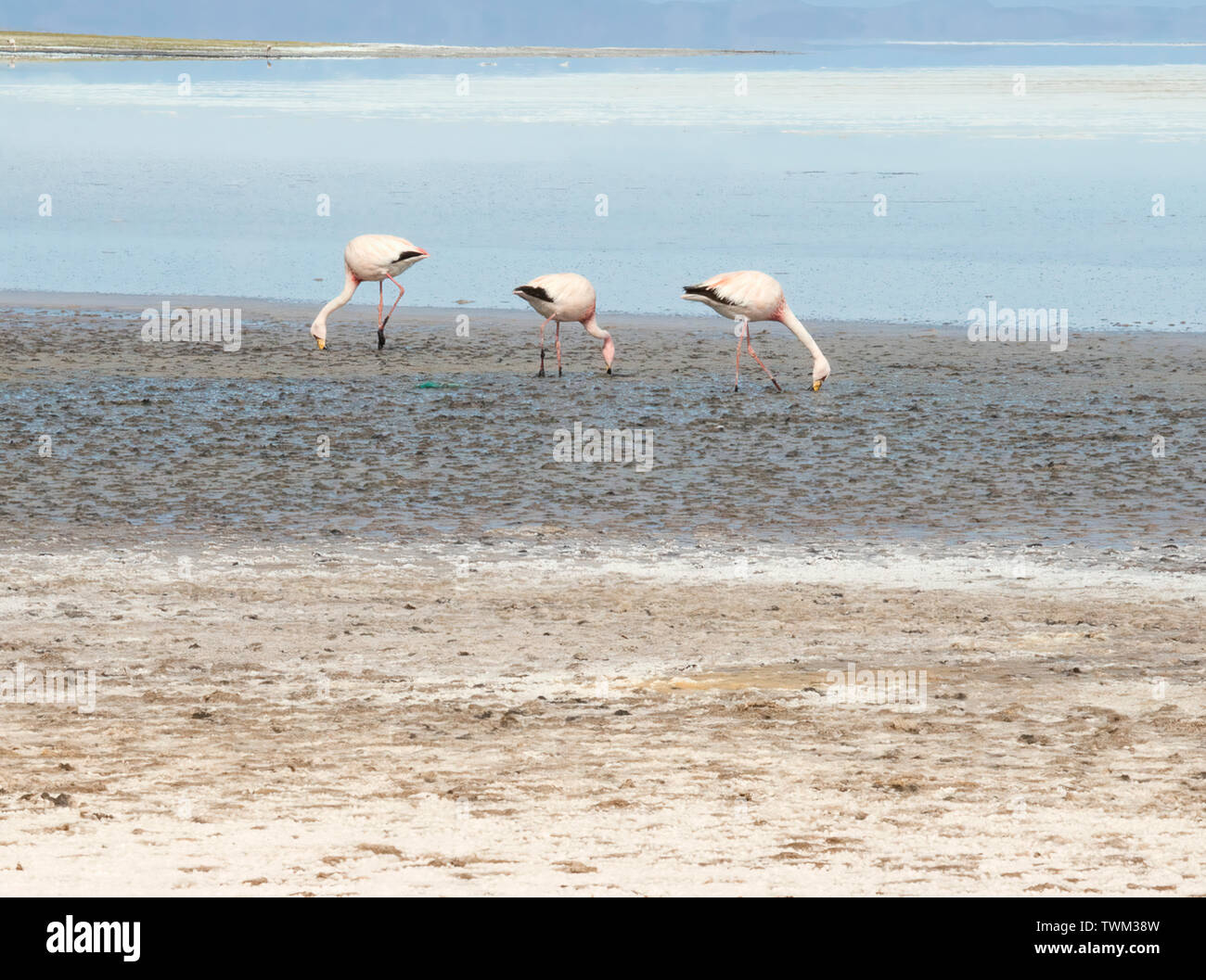 Pink Flamingos In Salty Shallow Lagoon, Salar De Uyuni, Bolivia Stock ...