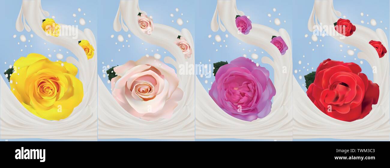3d realistic rose with milk splashes close-up. Beautiful roses yellow ...