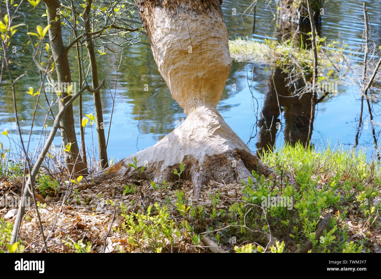 tree gnawed by the beaver, the beaver teeth marks on a tree trunk Stock ...