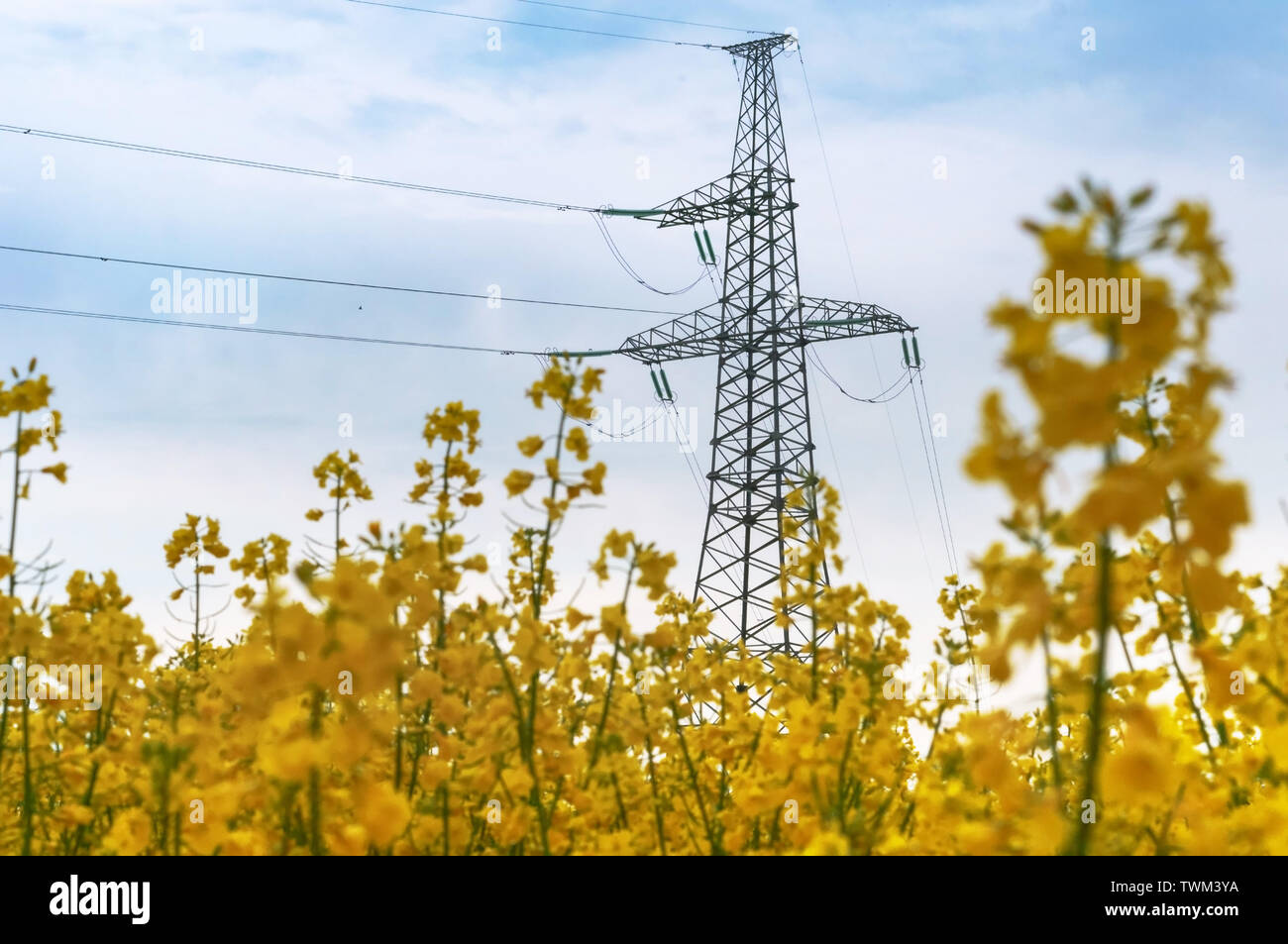 power line in the field, power line among the yellow wildflowers Stock ...