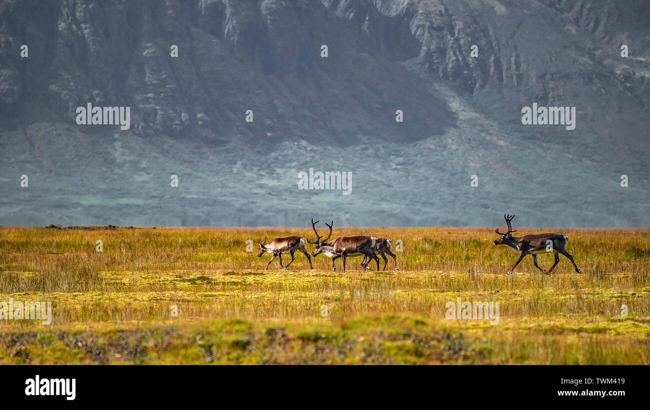 Wild herd of reindeers migrating on South Iceland, summer time Stock ...